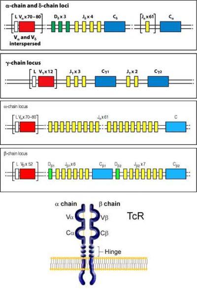 germline_tcr_gene_segments | Immunopaedia
