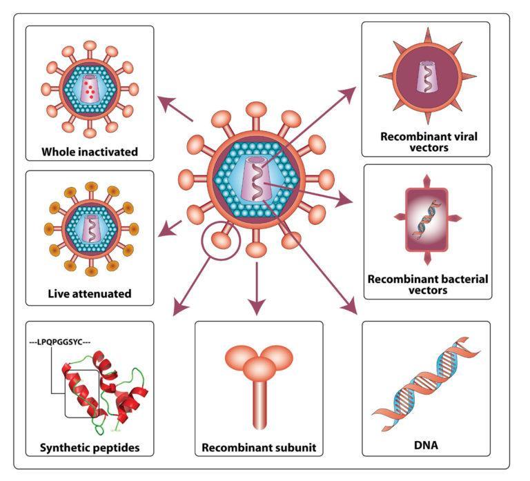Road to an effective HIV immunogen | Immunopaedia