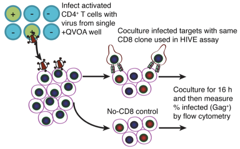 Is kick-and-kill HIV cure strategy achievable? | Immunopaedia Immunopaedia