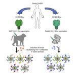 HIV Env immunogens elicit broad antibody responses in animal models | Immunopaedia