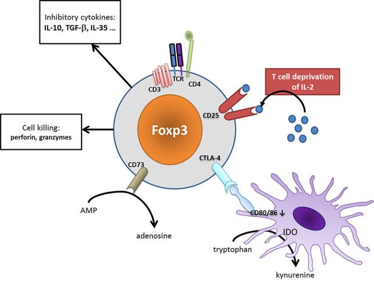IPEX syndrome | Immunopaedia