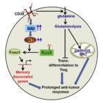 Metabolic reprogramming: Novel strategy to improve cancer immunotherapy ...