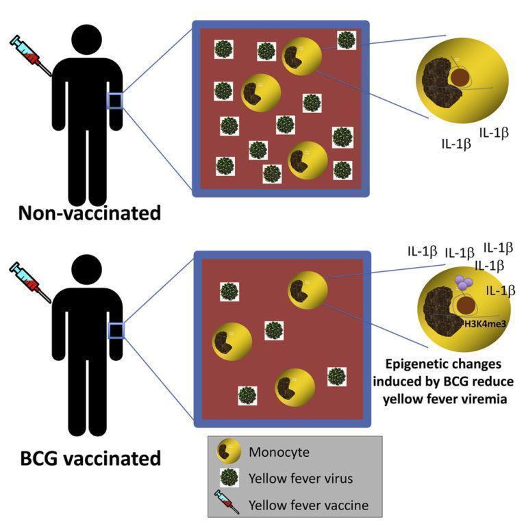 Have you heard of trained immunity? | Immunopaedia