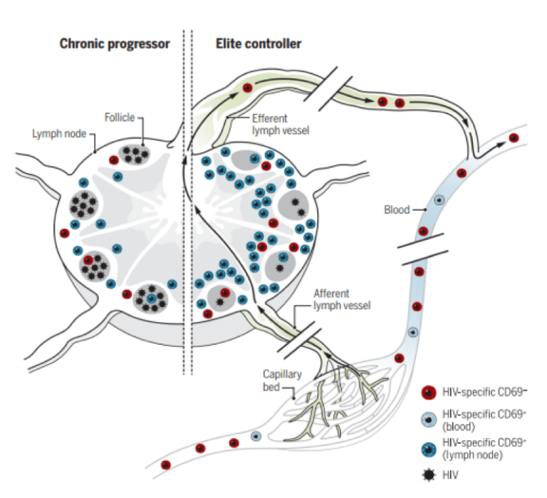Resident Cd8 T Cells Restrain Hiv Replication In Elite Controllers