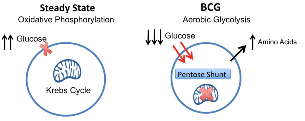 Another use for BCG, potential Diabetes cure? | Immunopaedia