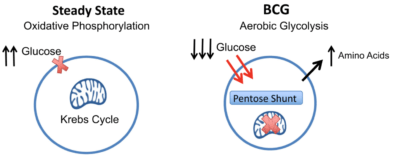 Another use for BCG, potential Diabetes cure? | Immunopaedia