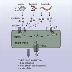 How do tuft cells induce Type 2 Responses? | Immunopaedia