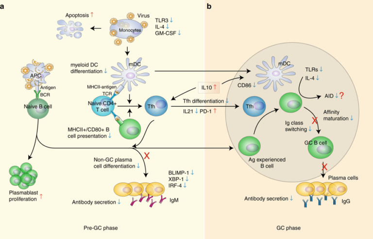 Fatal SFTSV is associated with defective B cell responses | Immunopaedia