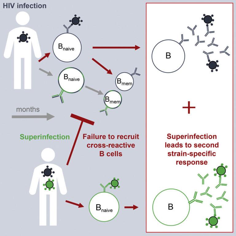 Does HIV superinfection induce an additive or synergistic Ab effect? | Immunopaedia