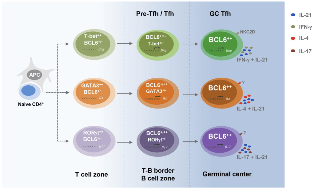 How do some Tfh cells produce IFN-𝛾 ? | Immunopaedia
