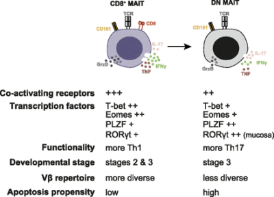 Are MAIT cells detectable in lymph? | Immunopaedia Immunopaedia