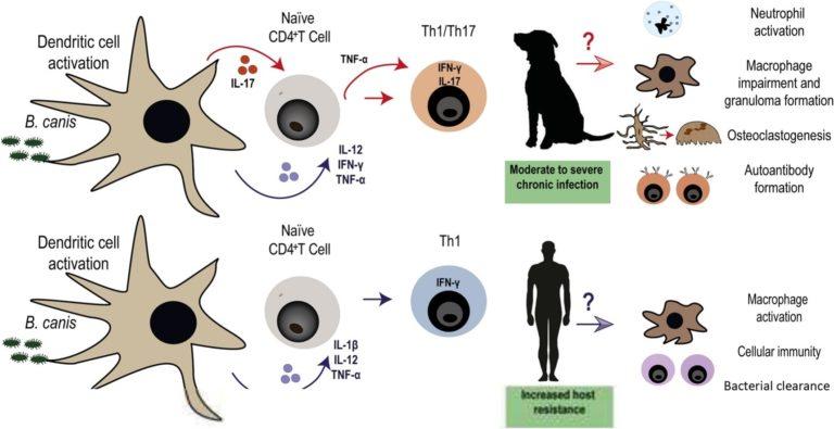 Contributions to the understanding of the cellular immune response ...