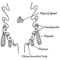 Discovery of the Thymus as a central immunological organ | Immunopaedia