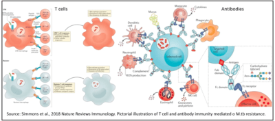 M.tb resistors: M.tb uninfected or atypical IFN-𝛾-independent M.tb immune responses ? | Immunopaedia