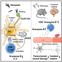 How does plasmodial hemozoin contribute to cerebral malaria ...