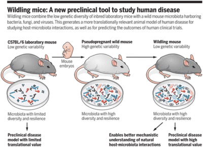 Wild is better: in-bred mice born to wild mice resemble human responses ...