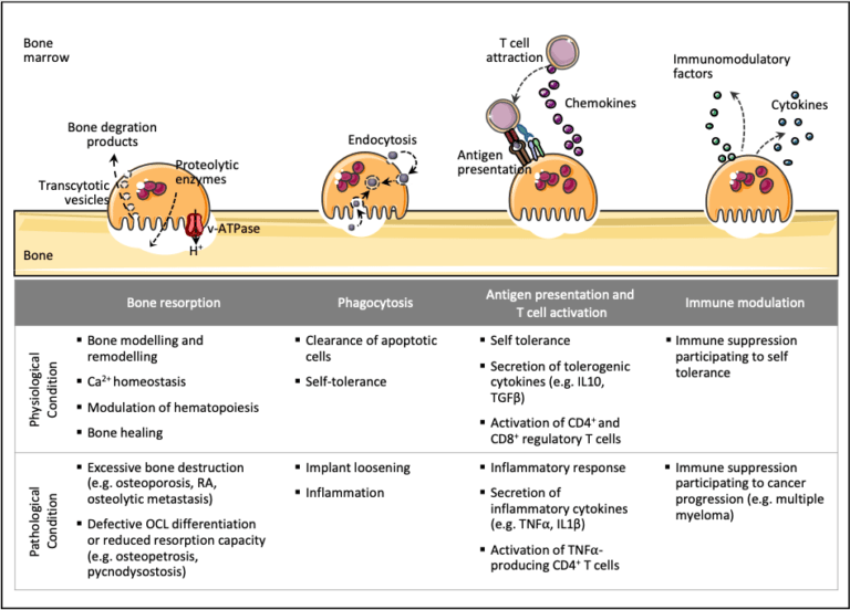 The Immune Function of Osteoclasts | Immunopaedia