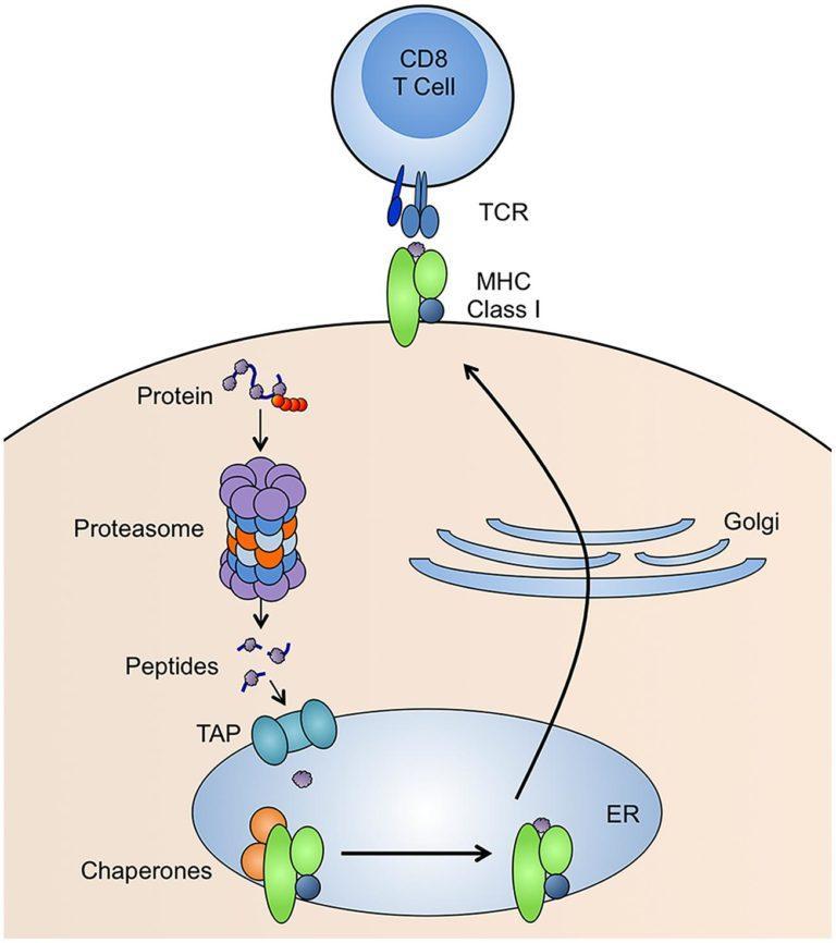 History of MHC – 1971 – 2011 | Immunopaedia Immunopaedia