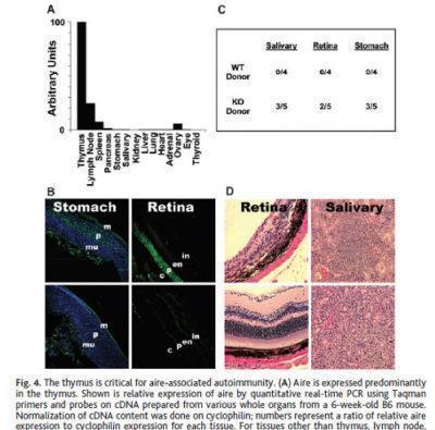 Discovery of the Thymus as a central immunological organ | Immunopaedia