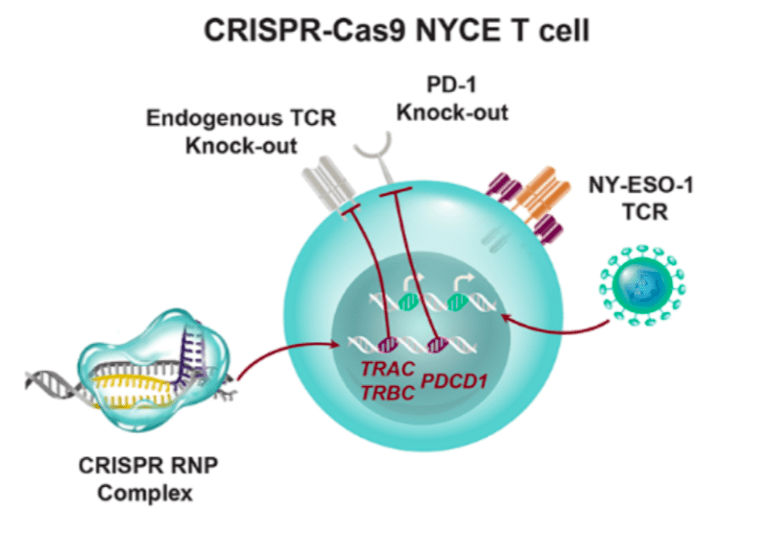 T cells altered by CRISPR may be safe to use in cancer patients ...
