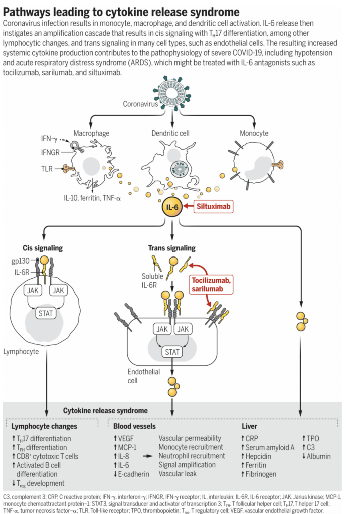 Cytokine Release Syndrome & COVID-19 | Immunopaedia