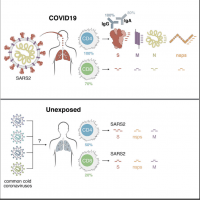 Do we have more T cell immunity to SARS-CoV-2 than we think? | Immunopaedia