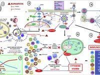 IL-6 | Immunopaedia