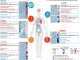 Multi-organ damage is a hallmark of severe COVID-19 | Immunopaedia ...