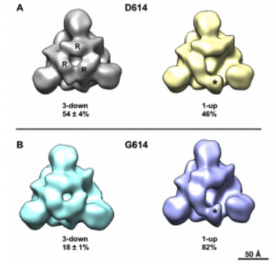 Does the D614G mutation in SARS-CoV-2 spike protein result in the virus ...