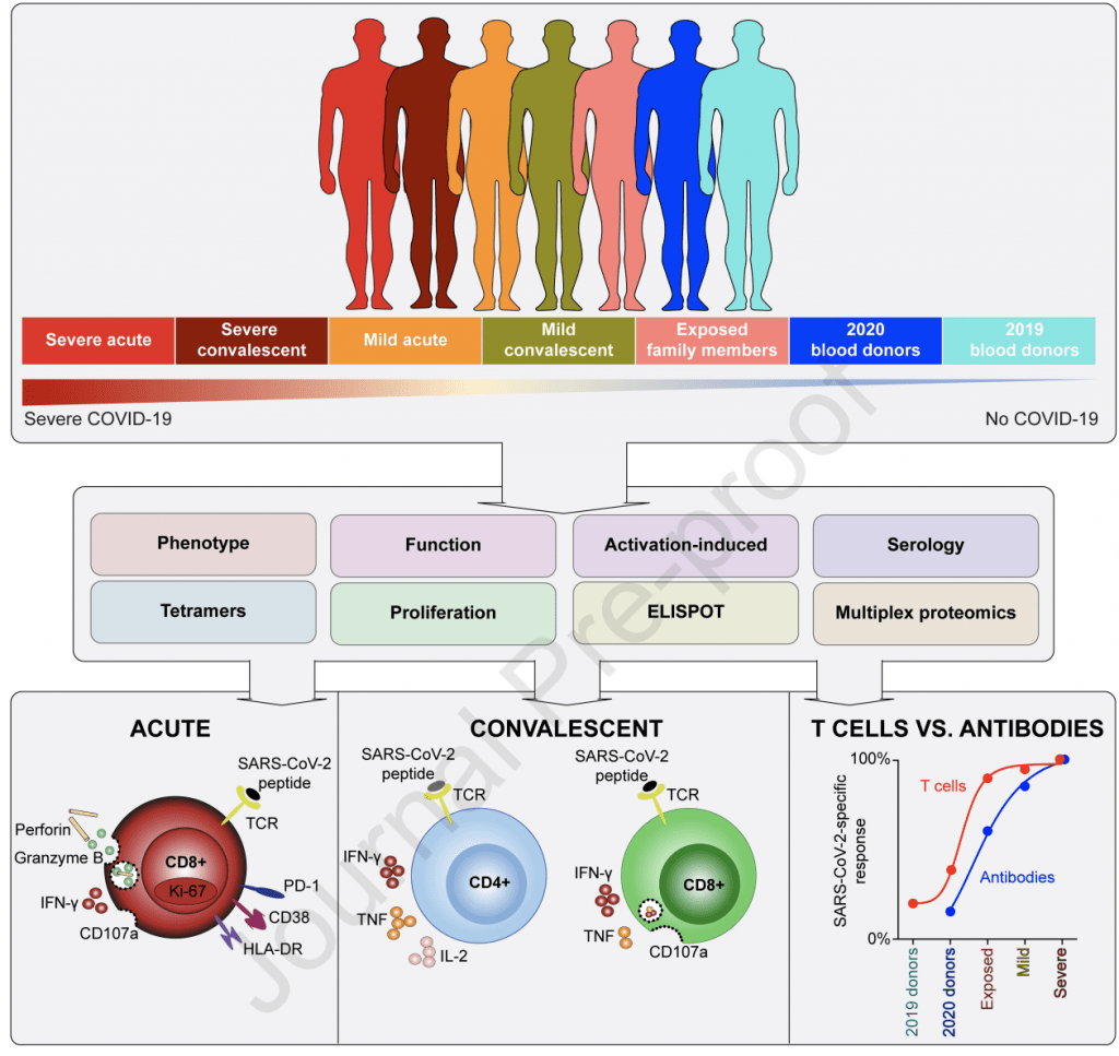 Do SARS-CoV-2-specific T cells confer long-lived protection? | Immunopaedia
