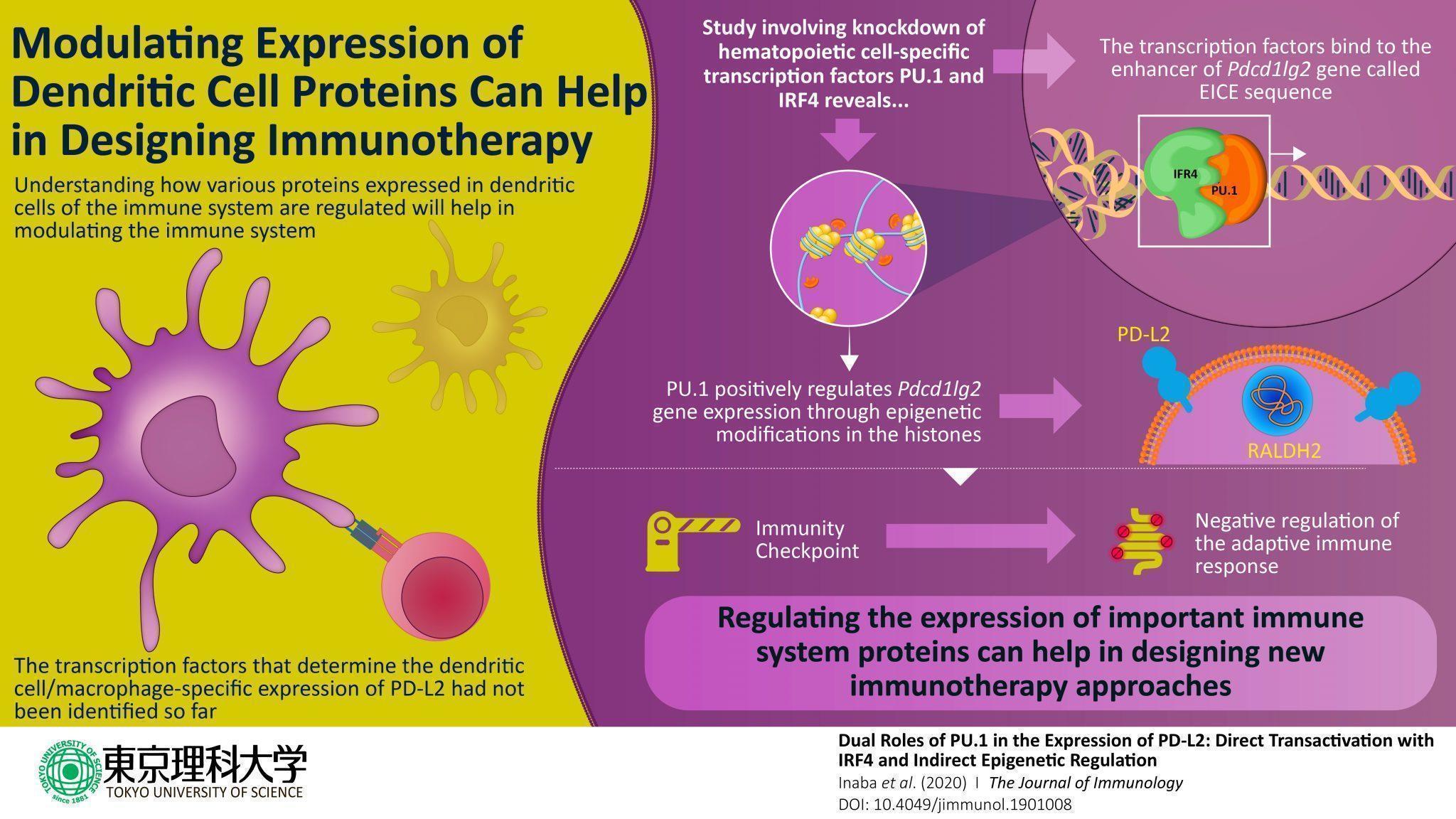 How the Regulator is Regulated: Insight into immune-related Protein ...