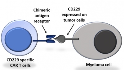 CD229 CAR: New therapy for multiple myeloma | Immunopaedia