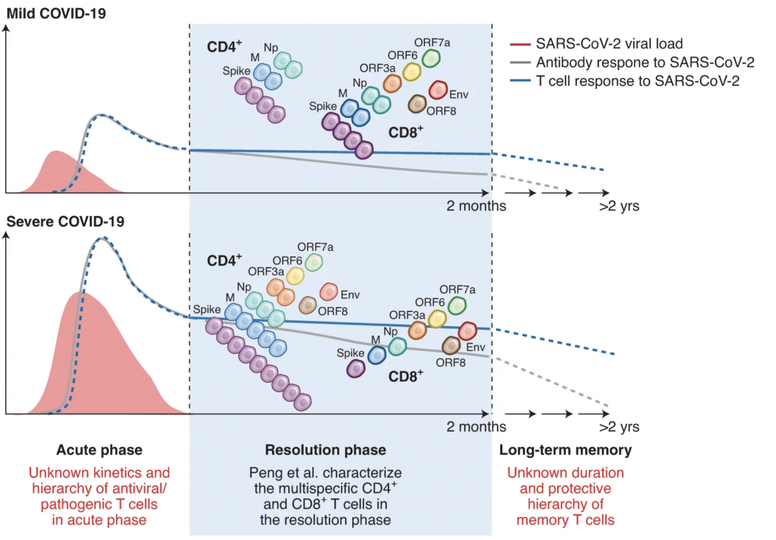 Inclusion of non-spike proteins in SARS-CoV-2 vaccines may be important for the induction of ...
