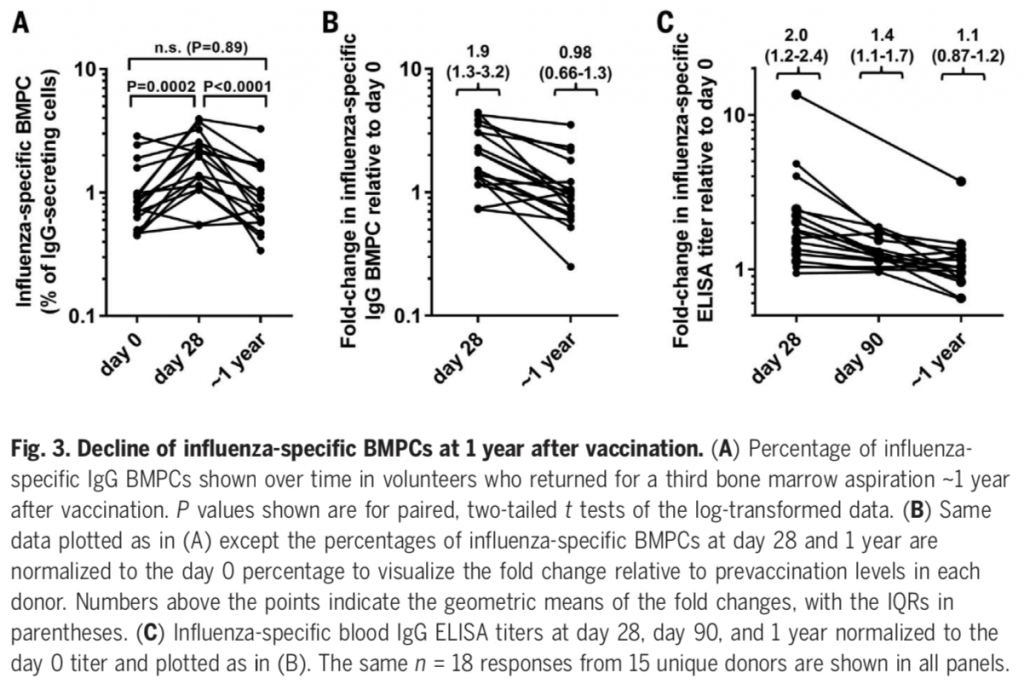 Why is flu vaccine induced immunity short-lived? | Immunopaedia ...