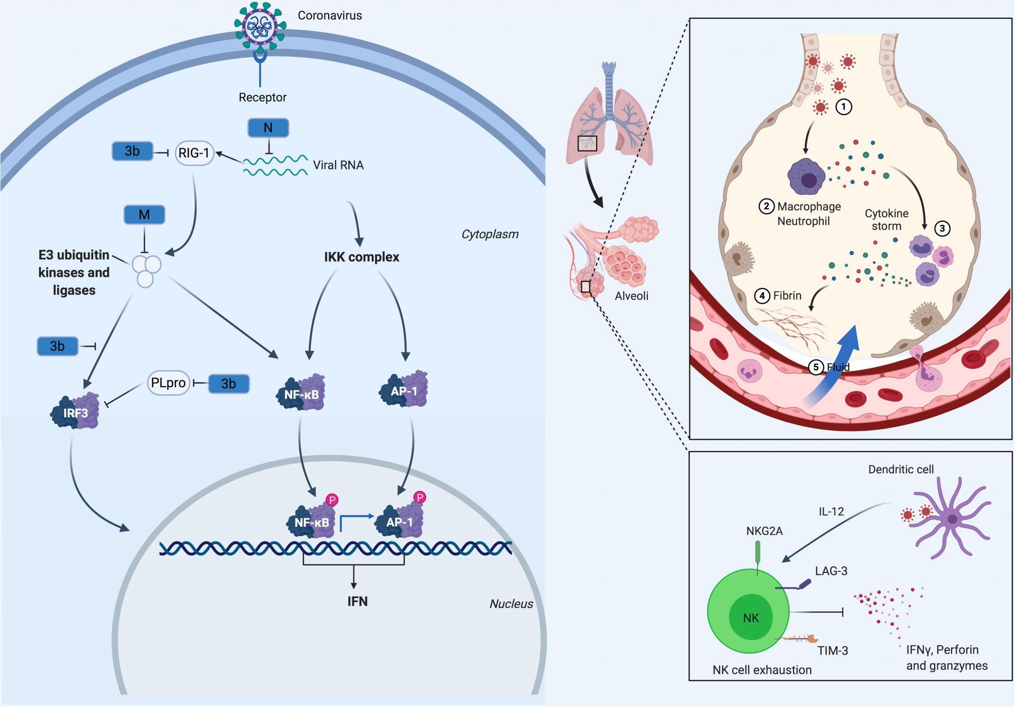 How does SARS-CoV-2 evade the immune defences? | Immunopaedia How does SARS-CoV-2 evade the immune defences? | Immunopaedia