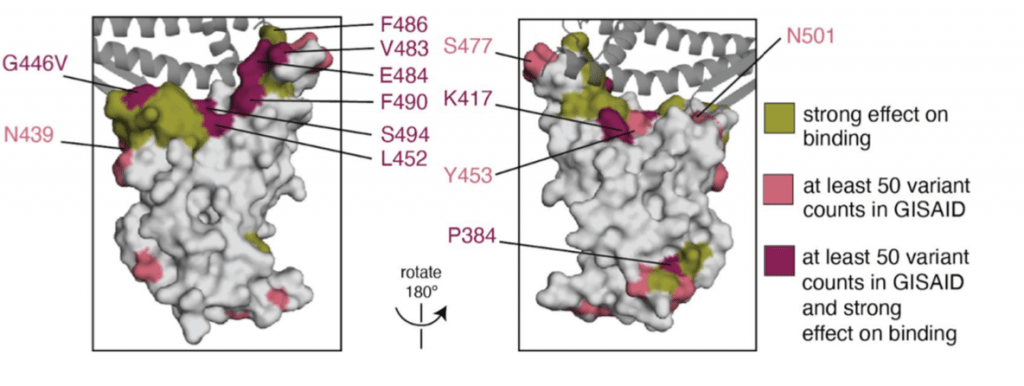 Not all SARS-CoV-2 mutations lead to reduced antibody neutralisation capacity | Immunopaedia