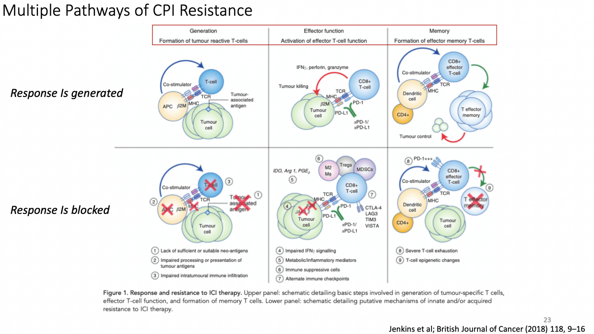 Immuno-Colombia: Checkpoint Blockade-based Therapies (Part 2 ...