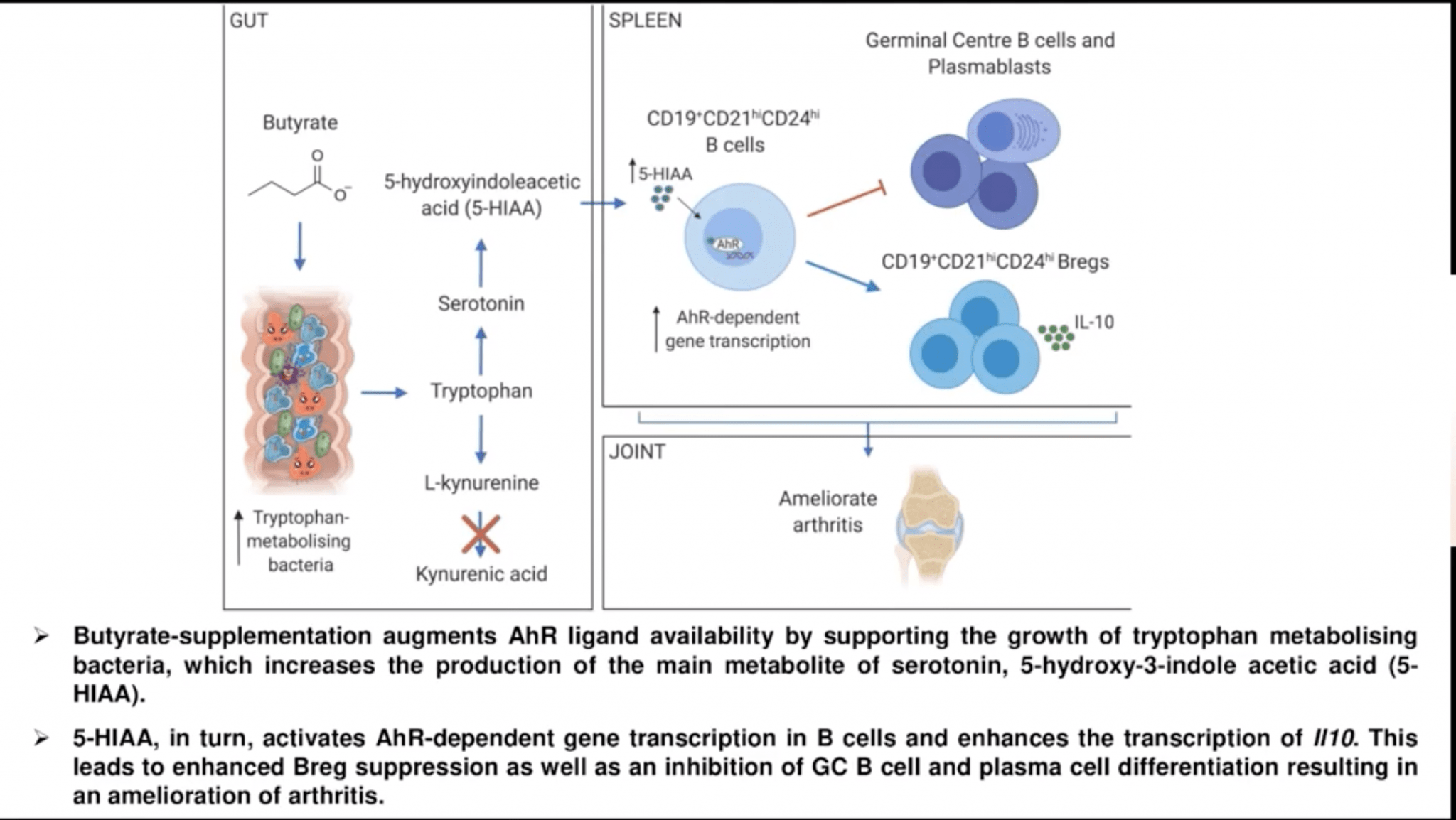 IUIS-Immunopaedia-Frontiers webinar: Getting to the “bottom” of arthritis | Immunopaedia