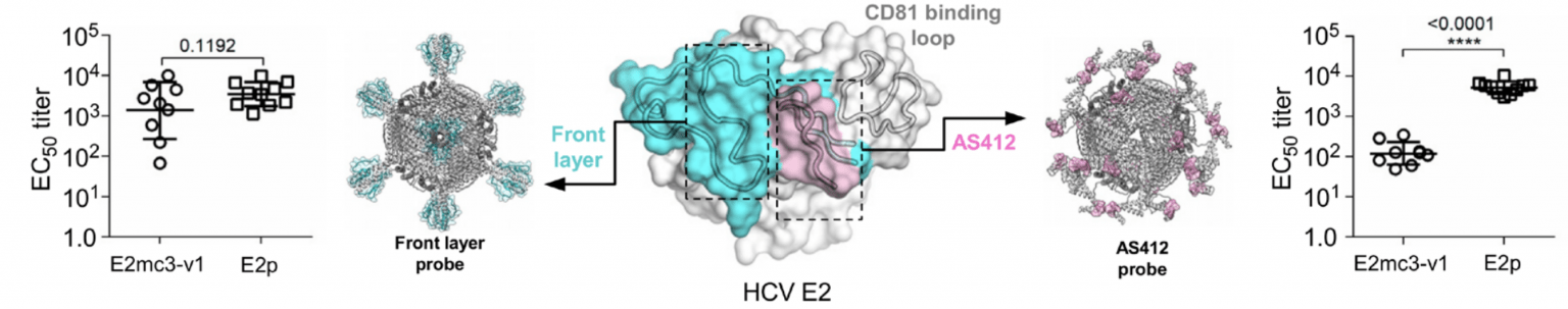 World Hepatitis Day: proof of concept HCV nanoparticle vaccine | Immunopaedia