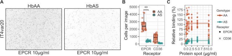 How Sickle-trait hemoglobin protects against severe Plasmodium ...