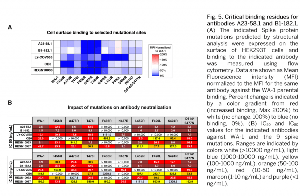Potent neutralising antibodies against SARS-CoV-2 variants of concern ...