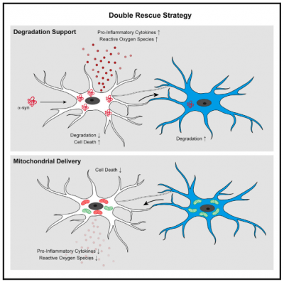 Microglial cells – immune cells of the CNS breaking down harmful ...