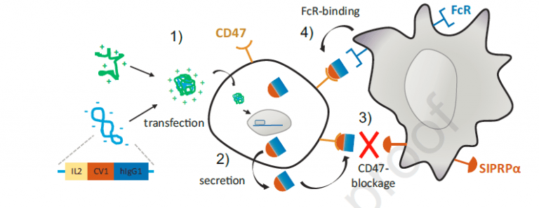 A novel immunogene CD47-targeting therapy inhibiting tumour growth ...