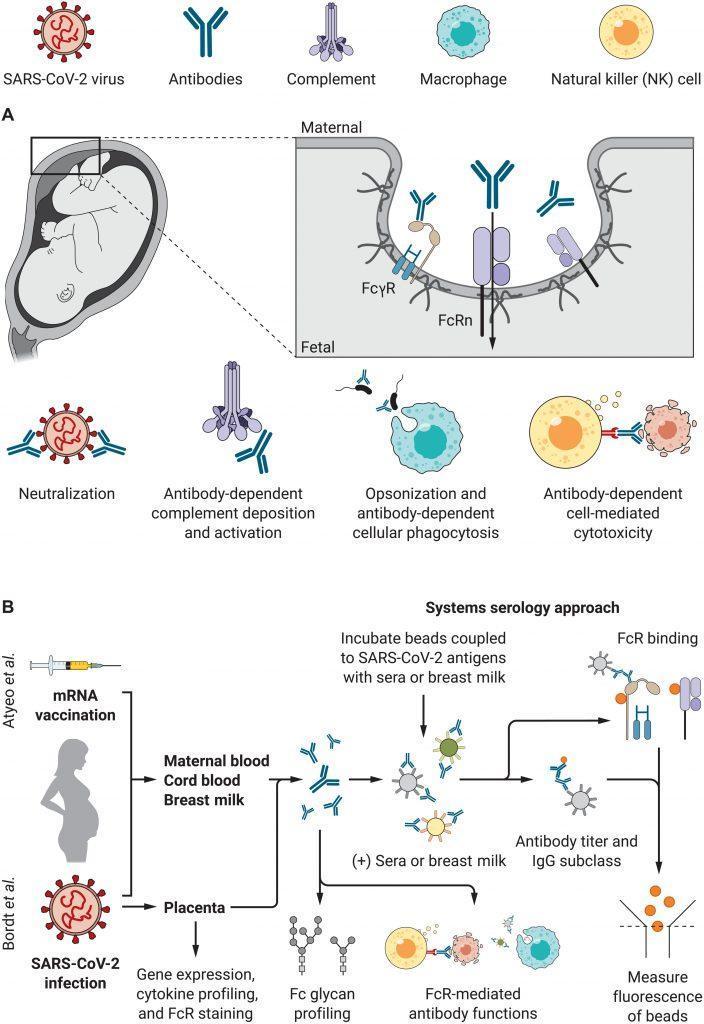 Pregnancy and its influence on the immune response to SARS-CoV-2 ...