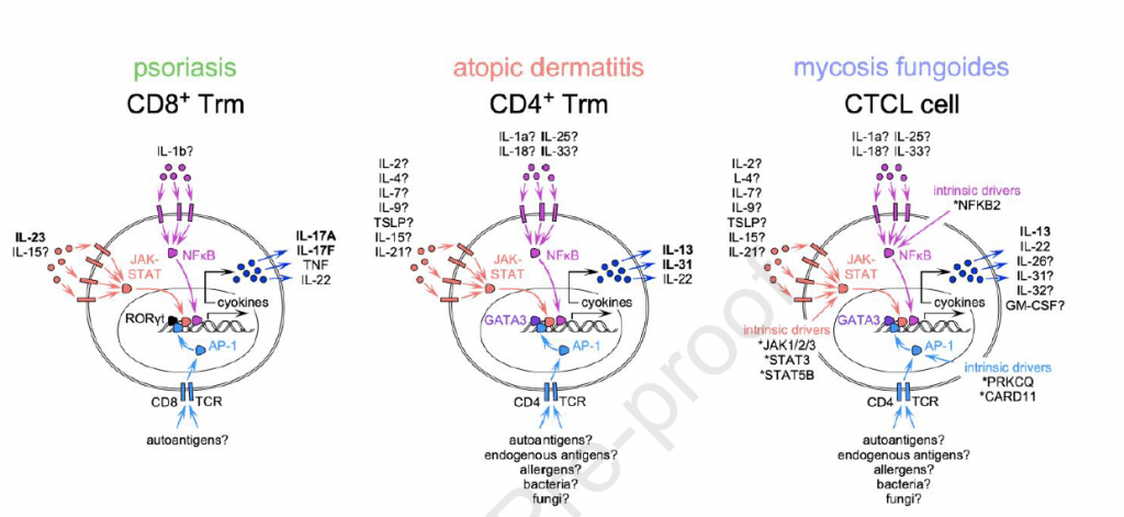 T cells and skin disease | Immunopaedia
