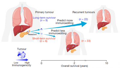 Does cancer immunoediting occur in humans? | Immunopaedia
