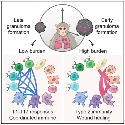 Does the timing of granuloma formation affect TB control ...