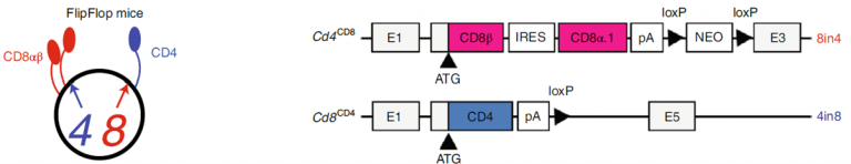 T cell lineage fate is driven by CD4 and CD8 co-receptor gene loci ...