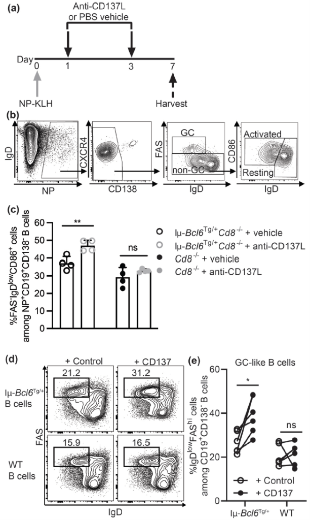 What role do CD137L and CD4 T-cells have in B-cell lymphoma immuno ...
