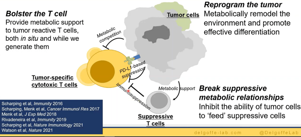 Metabolic control of T cell differentiation during immune responses to cancer | Immunopaedia